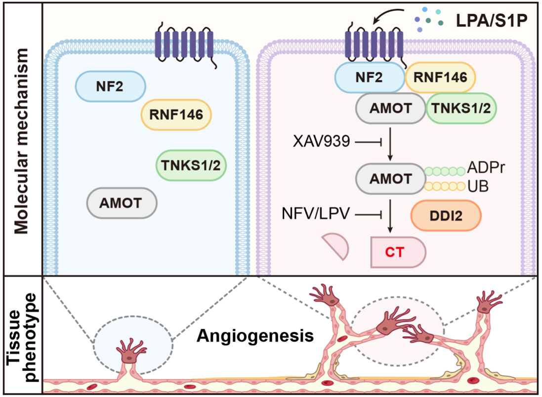 生物医学研究院余发星团队发现AMOT切割活化信号通路及其促进血管新生功能